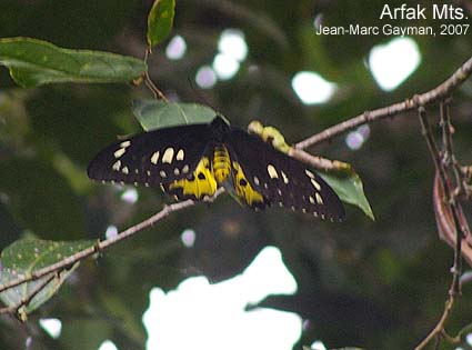 Papua Insects Foundation (Lepidoptera/Papilionidae/Ornithoptera goliath)